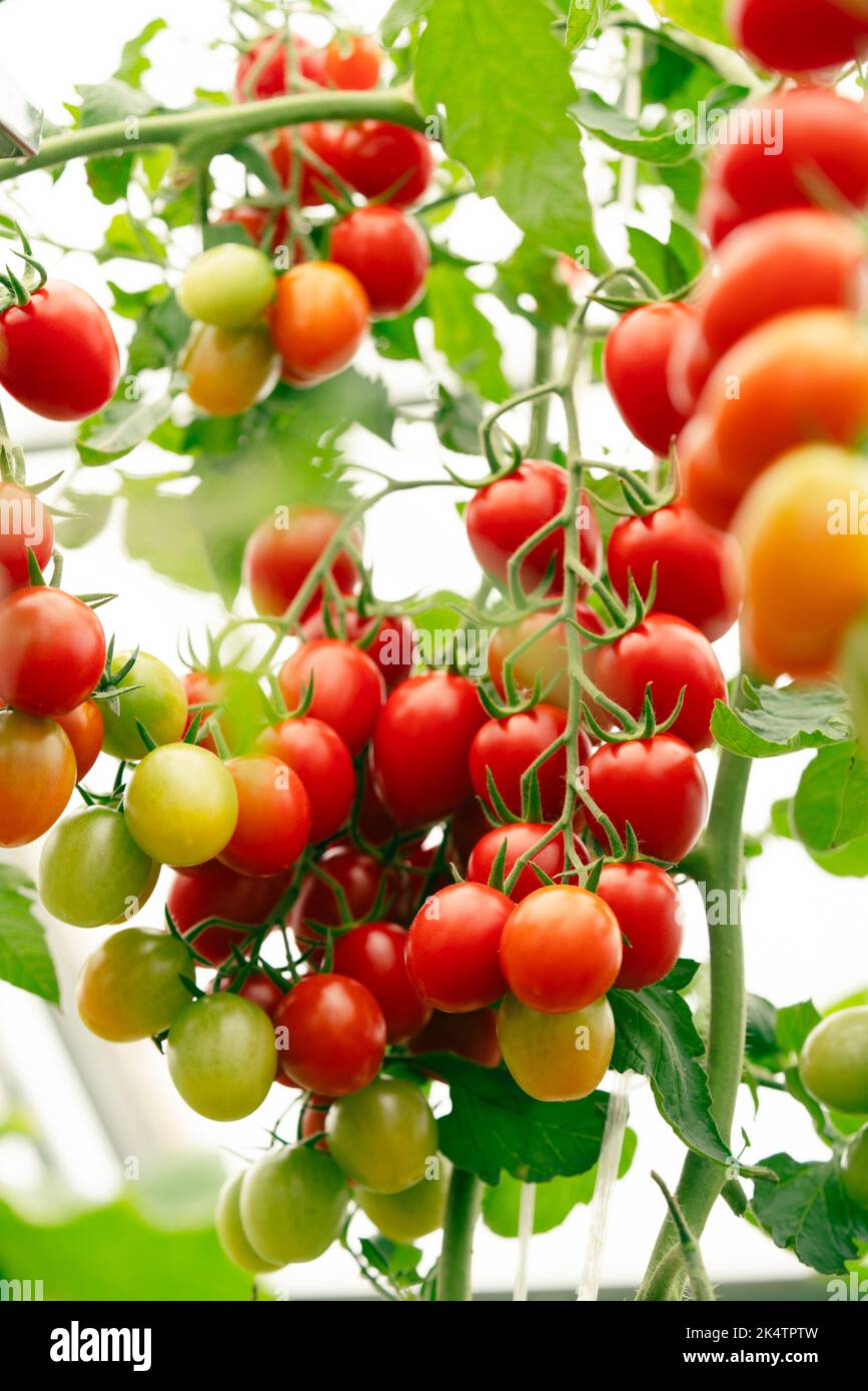 bunch of natural tomatoes Stock Photo - Alamy