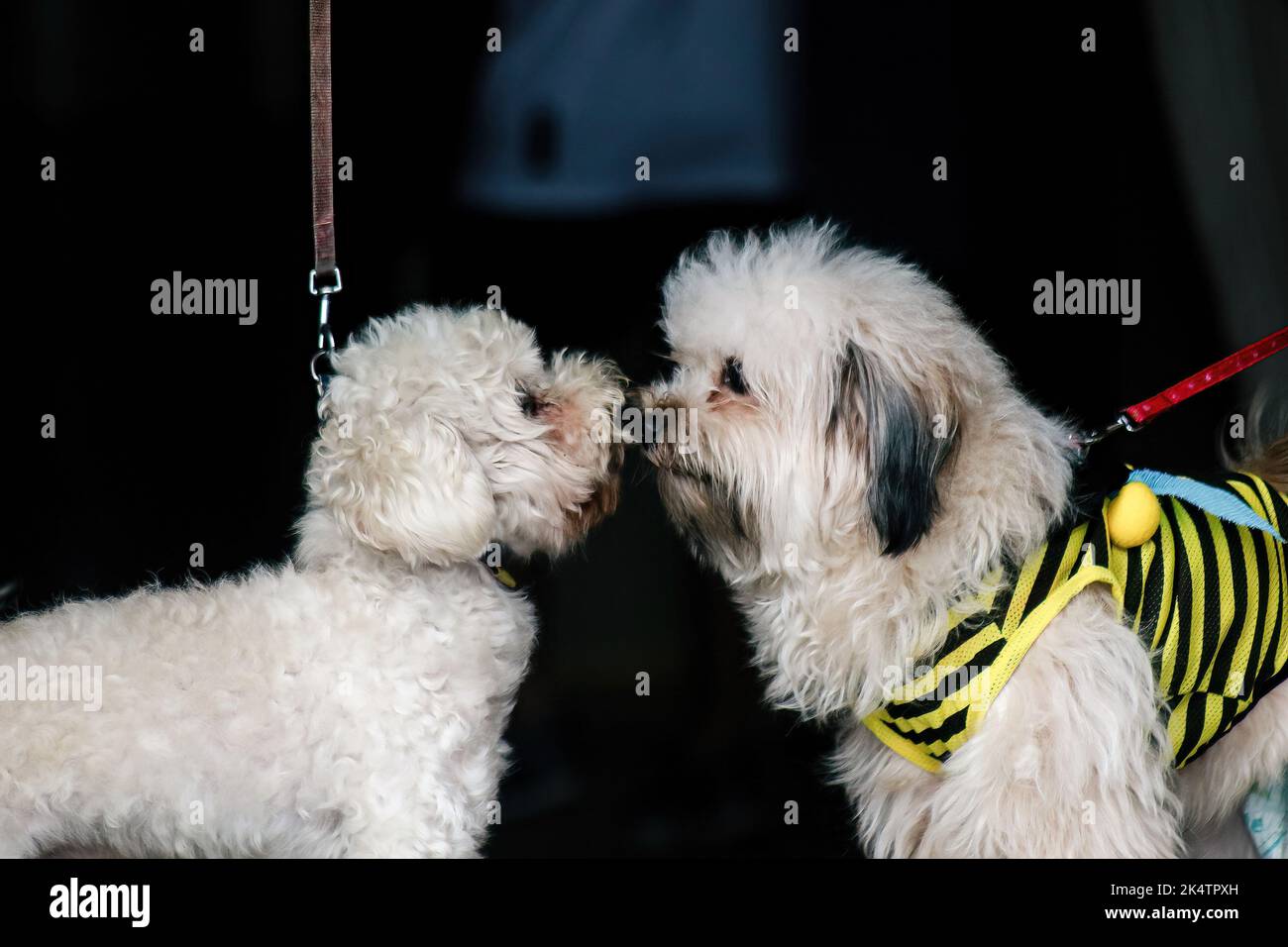 Antipolo, Philippines. 04th Oct, 2022. Dogs seen during the celebration ...