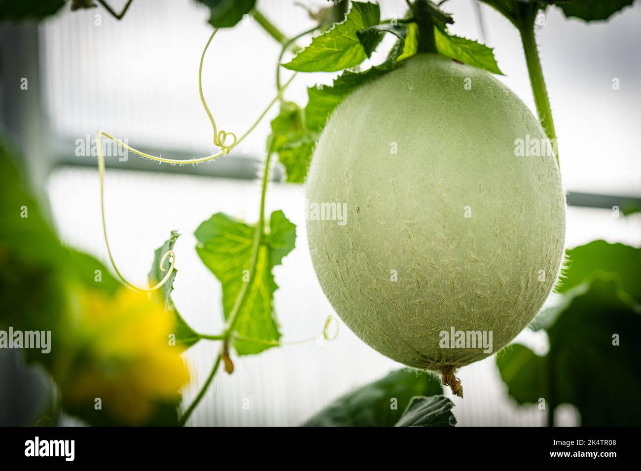 Fresh melons plants hi-res stock photography and images - Alamy