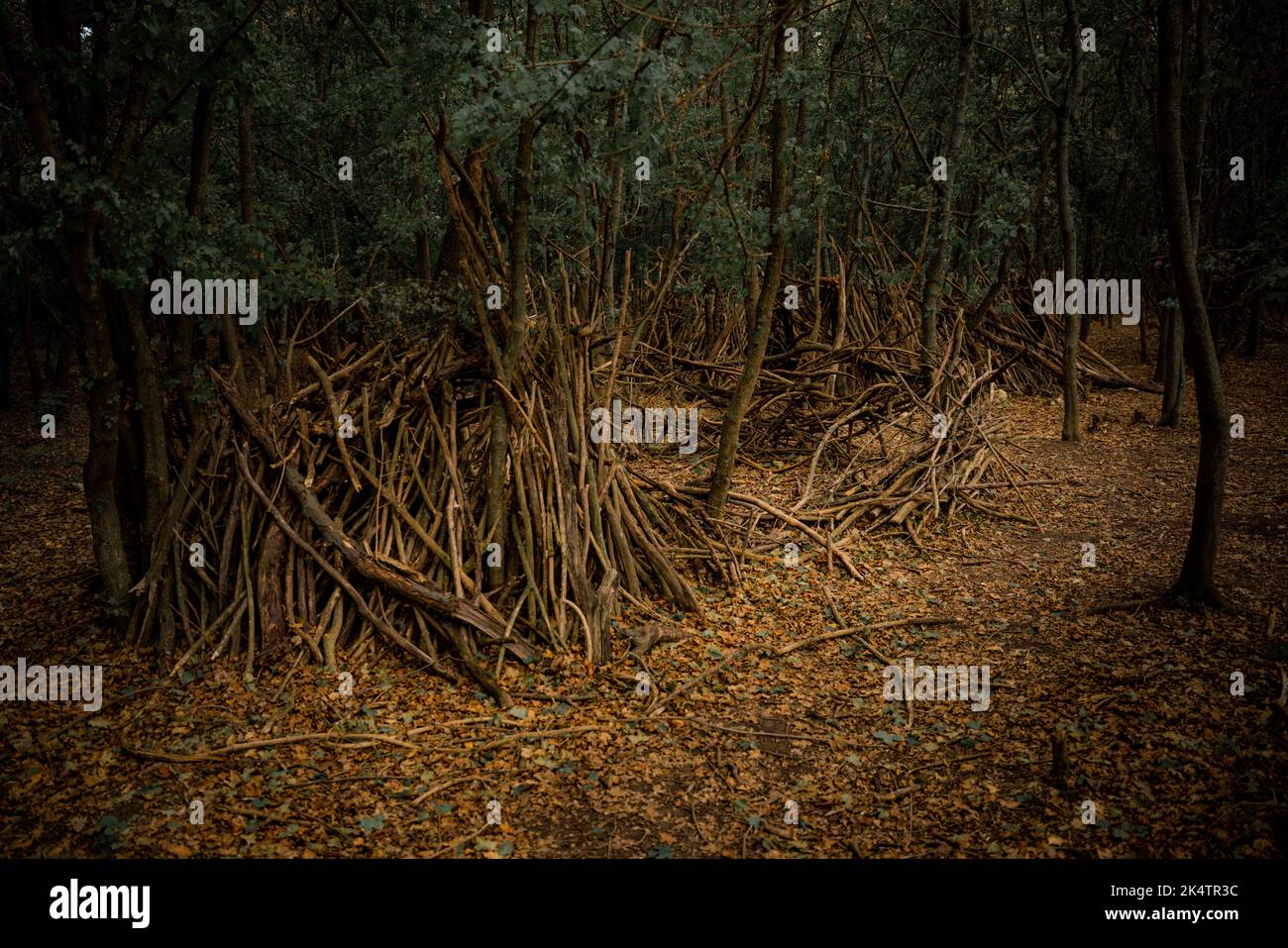 A stack of small broken branches next to trees in a forest during the ...