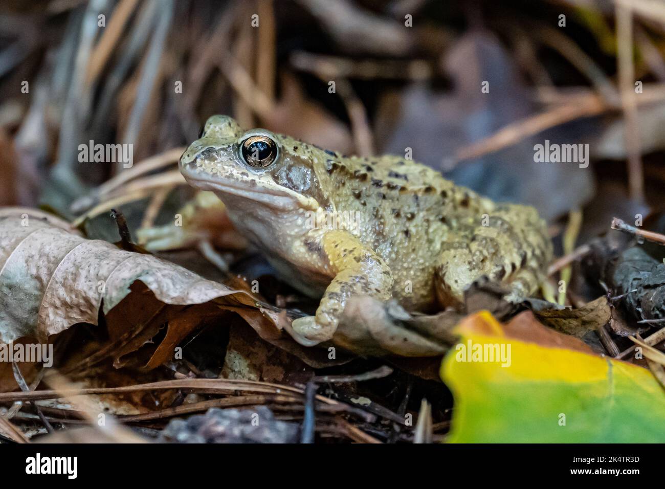 Toad sitting on old leaves Stock Photo - Alamy