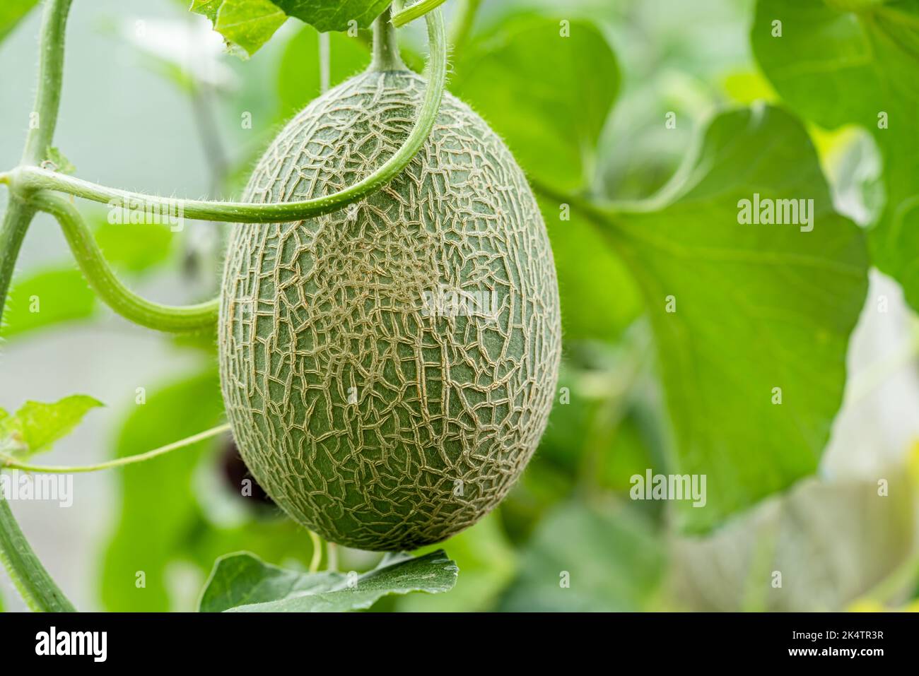 Fresh melons plants hi-res stock photography and images - Alamy