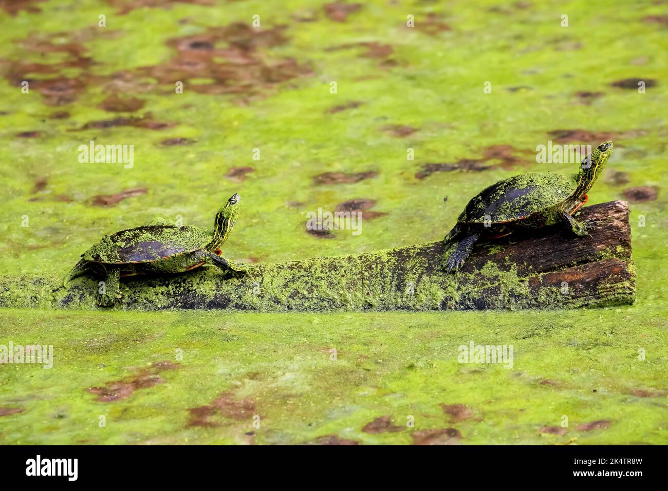 Turtle covered in algae hi-res stock photography and images - Alamy