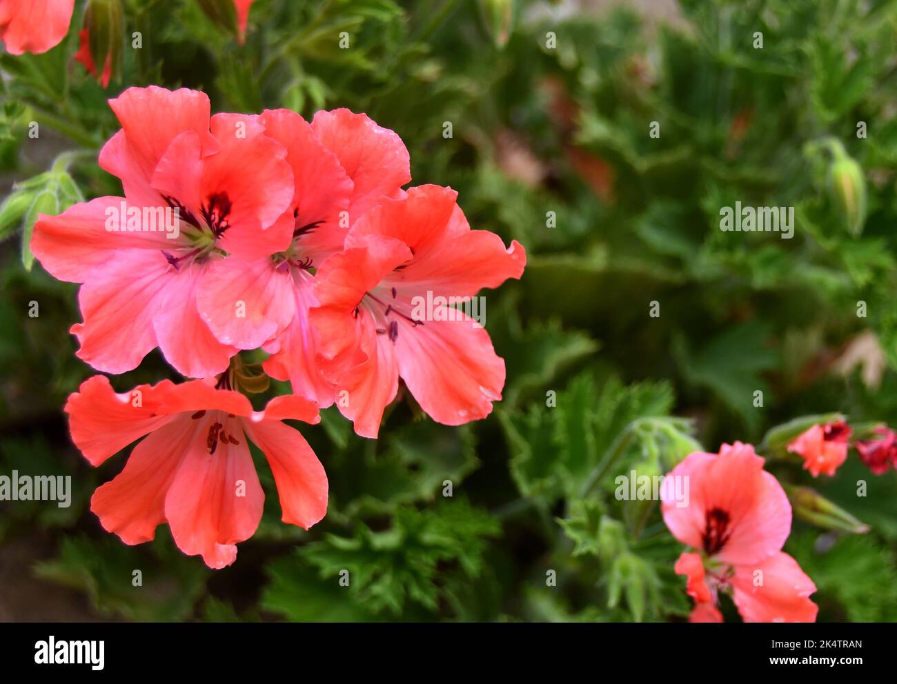 Small salmon colored leafy flowers of the Geranium plant Stock Photo ...