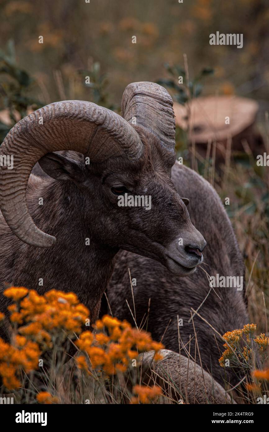 A desert bighorn sheep (Ovis canadensis nelsoni) in a flower field ...
