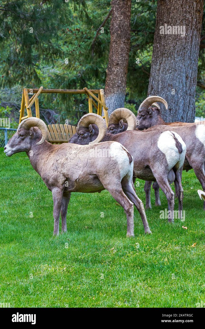 A few bighorn sheep (Ovis canadensis) in a green farmland Stock Photo ...
