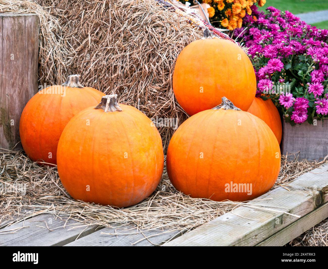 Autumn forage hi-res stock photography and images - Alamy