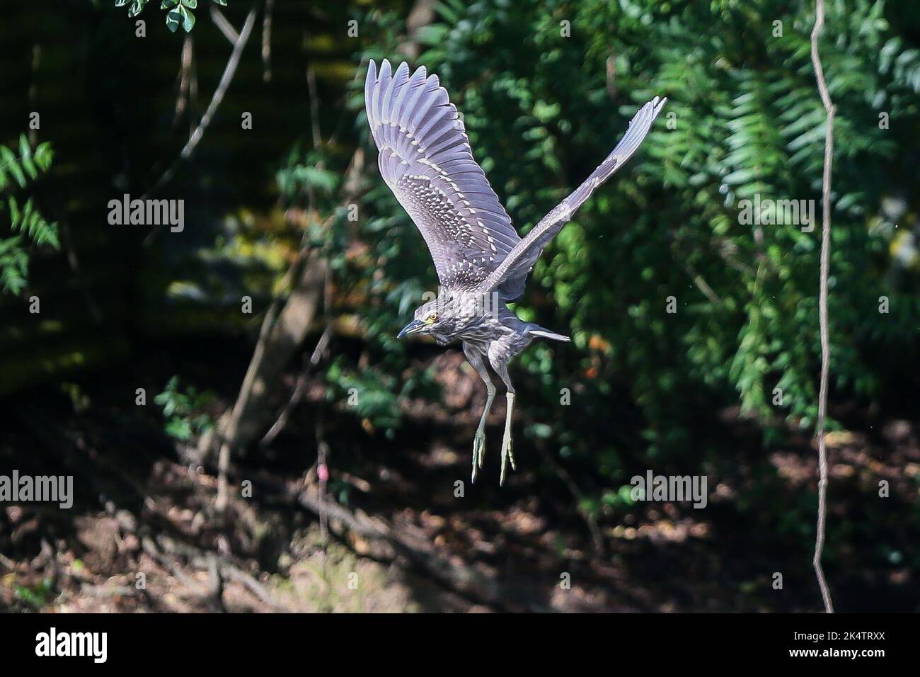 Manila, Philippines. 4th Oct, 2022. A night heron flies to catch fish ...