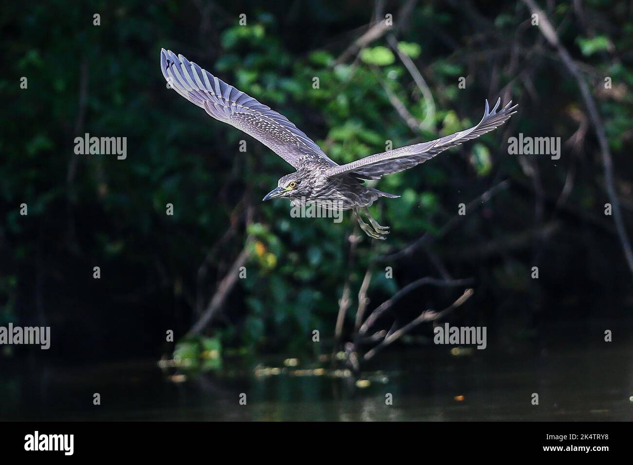 Manila, Philippines. 4th Oct, 2022. A night heron flies to catch fish ...