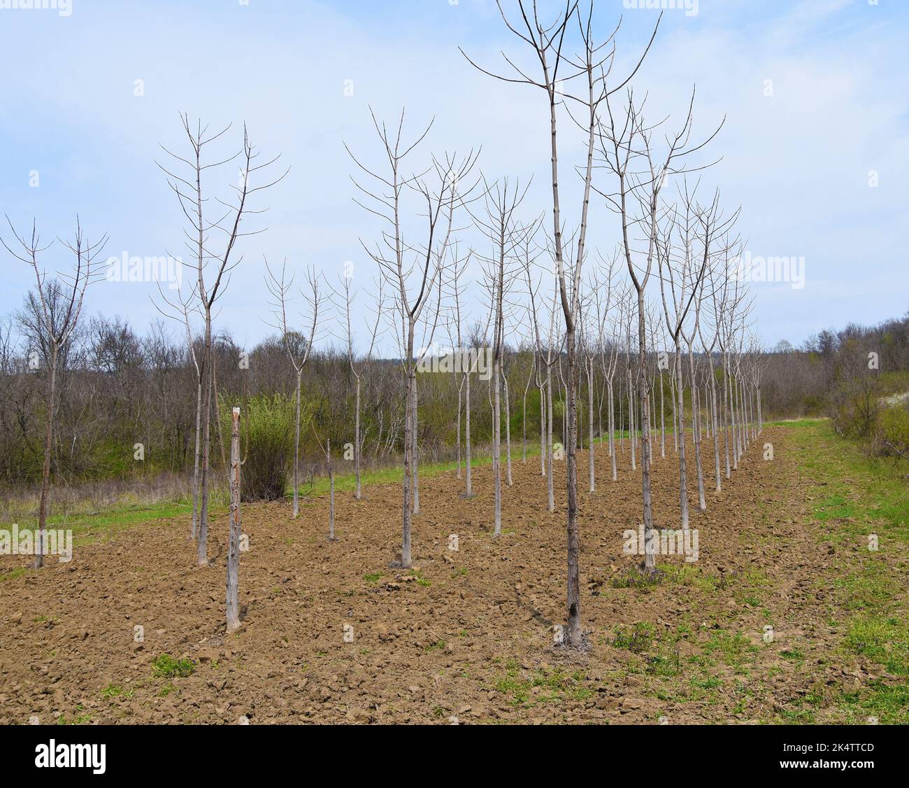 Plantation of Paulownia hardwood tree Stock Photo - Alamy