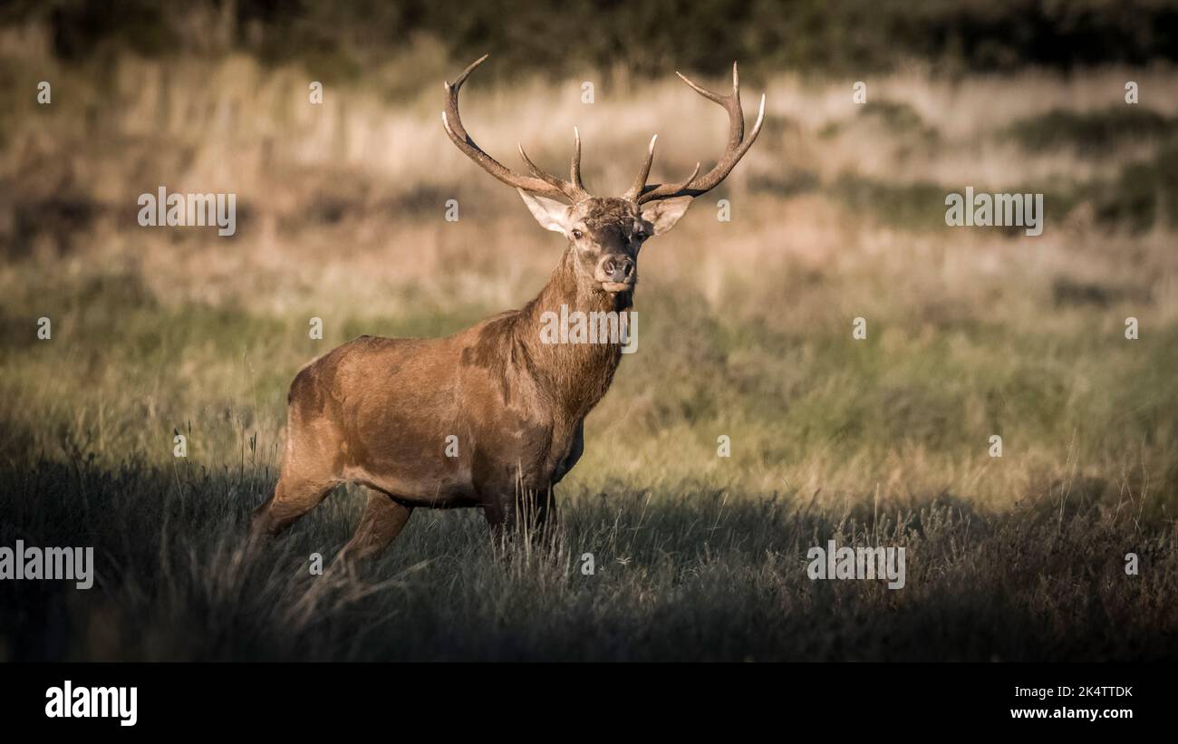 Marsh deer in Pantanal forest environment, Pantanal , Mato Grosso ...
