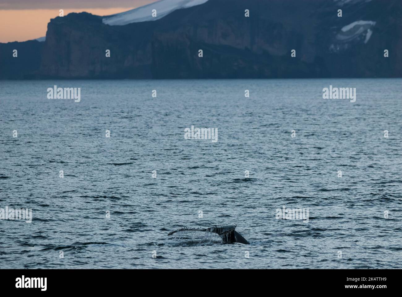 Killer whale hunting sea lions, Peninsula Valdes, Unesco World Heritade ...