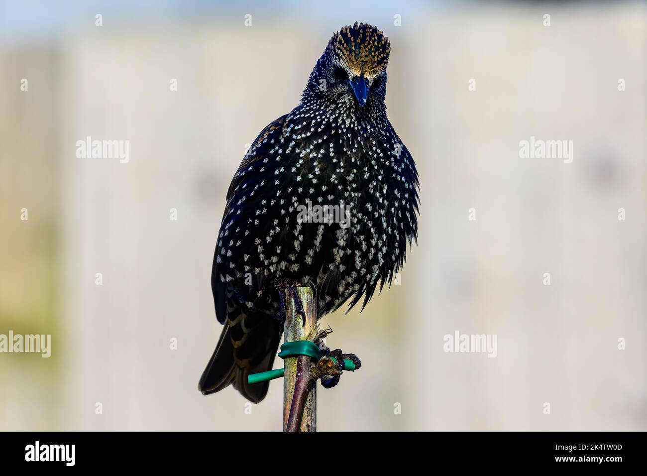 Starling bird on apple tree hi-res stock photography and images - Alamy