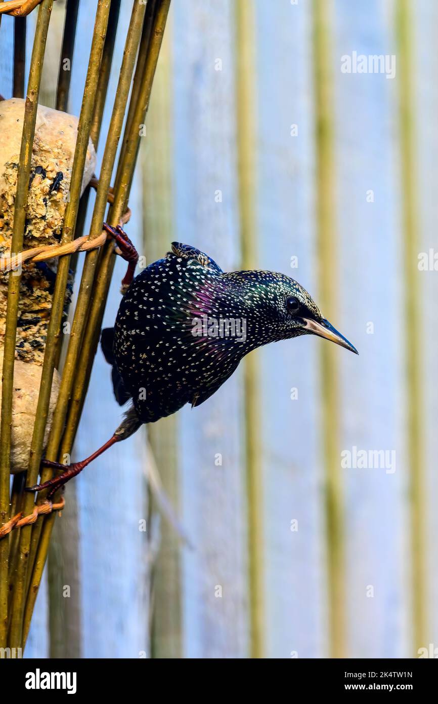A starling pecking at fat balls in the bird feeder Stock Photo - Alamy