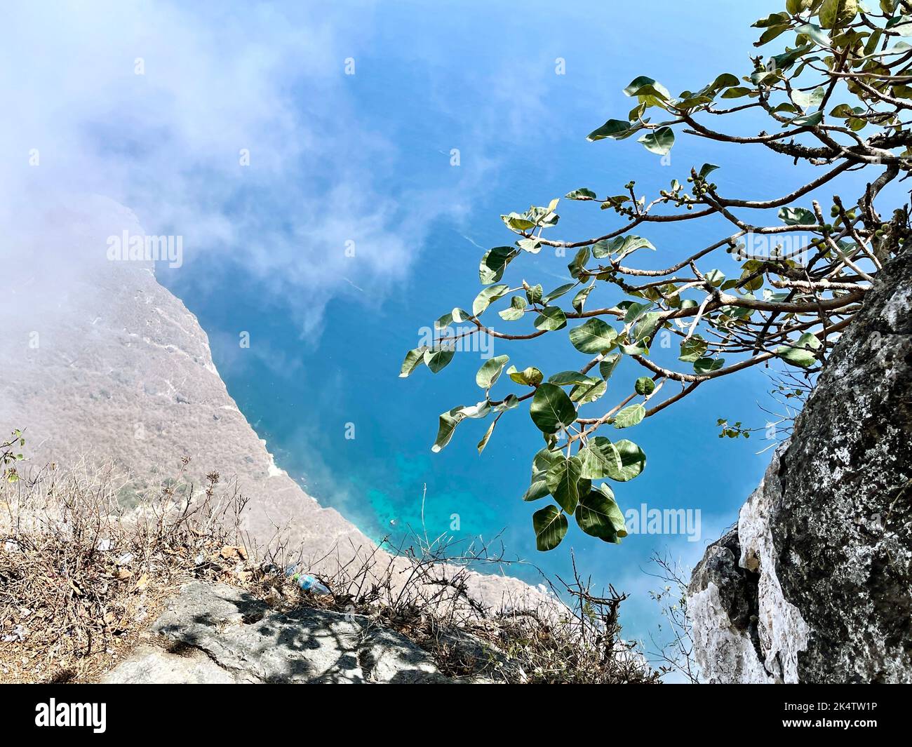 A Petiolate fig trees under white mountain and blue sunny sky Stock ...