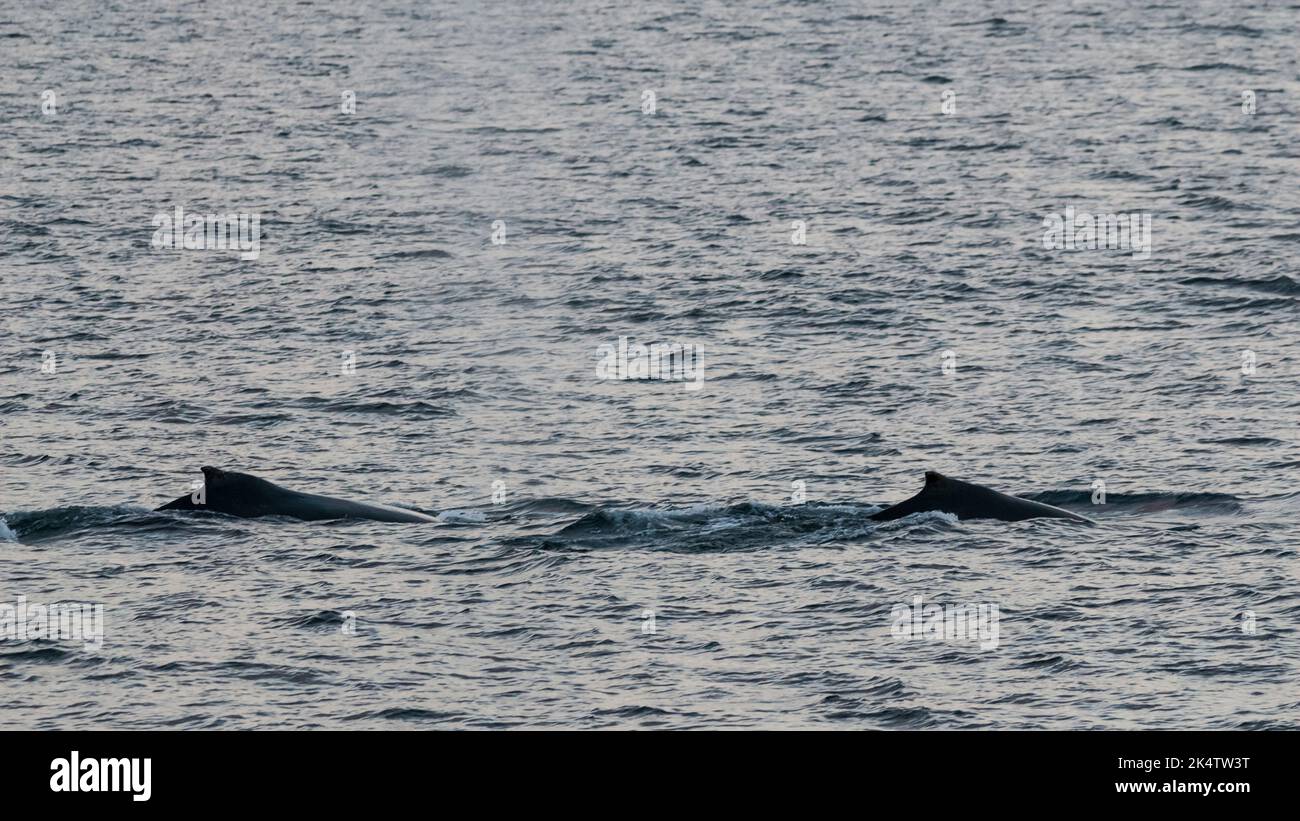 Killer whale hunting humpback whale hi-res stock photography and images ...