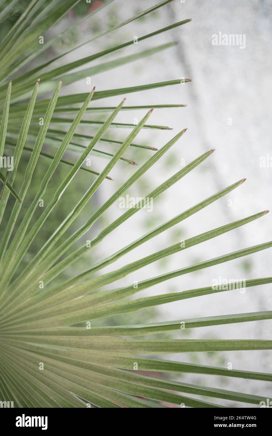 Fresh green tropical fern on beach seacoast textured freshness ...