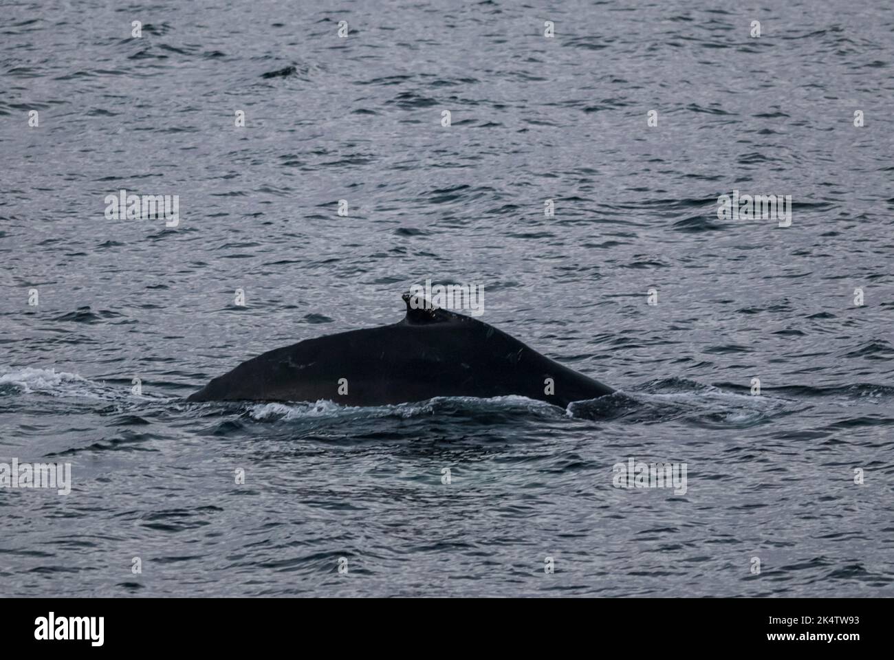 Killer whale hunting sea lions, Peninsula Valdes, Unesco World Heritade ...