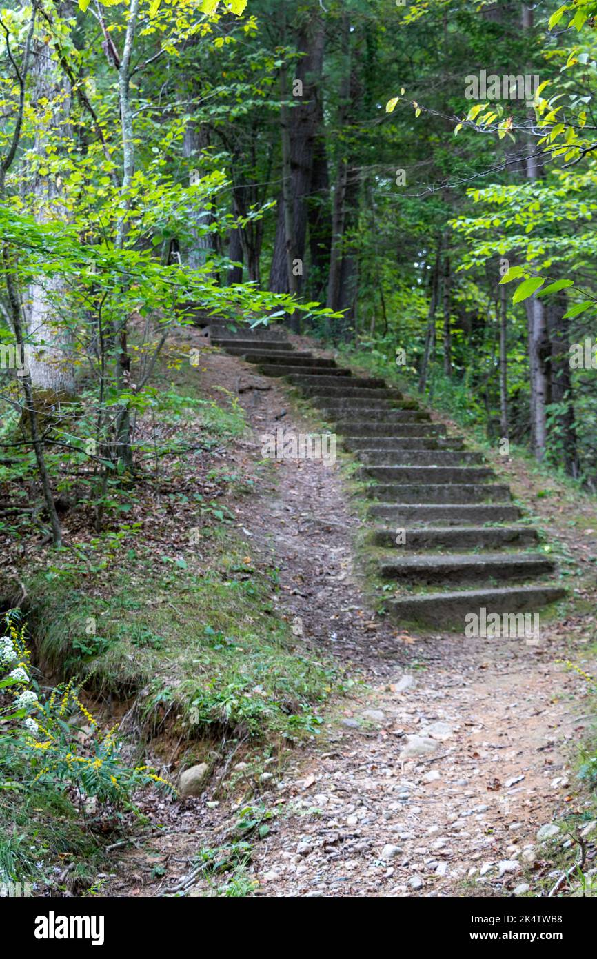 A vertical shot of a stairs path surrounded by trees in the middle of a ...