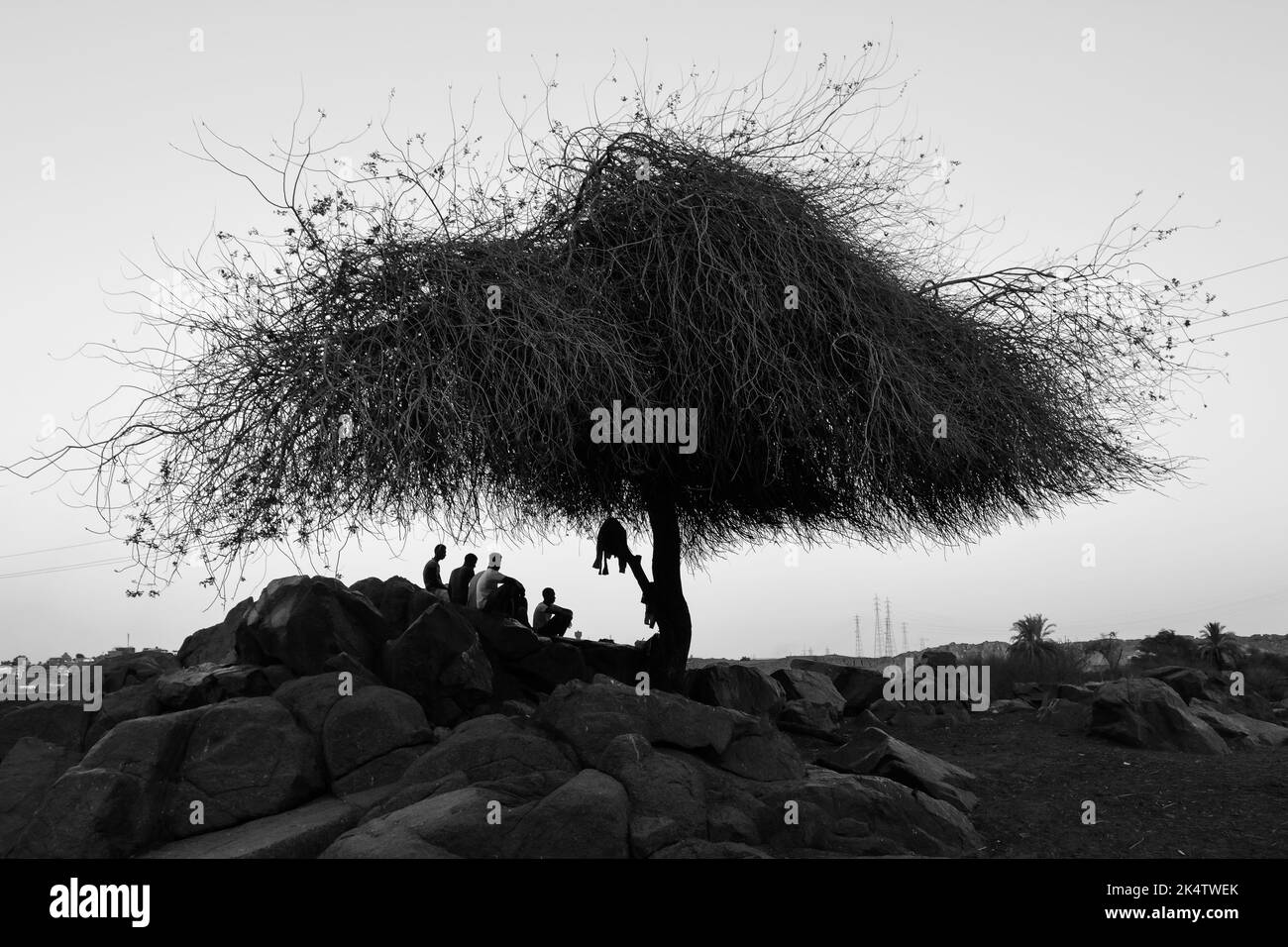 People sitting under the tree Black and White Stock Photos & Images - Alamy