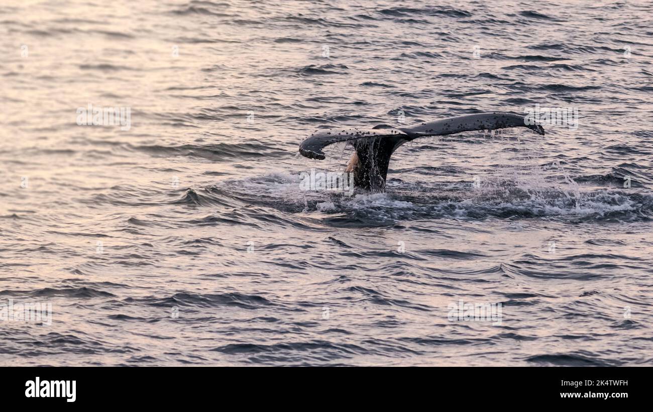 Killer whale hunting sea lions, Peninsula Valdes, Unesco World Heritade ...
