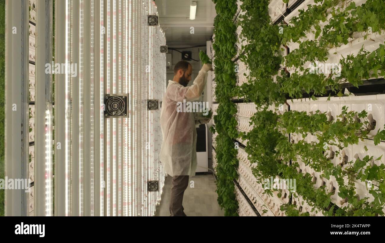 EMEK-HEFER, ISRAEL - OCTOBER 3: An employee collects produce growing inside a vertical farm unit ...