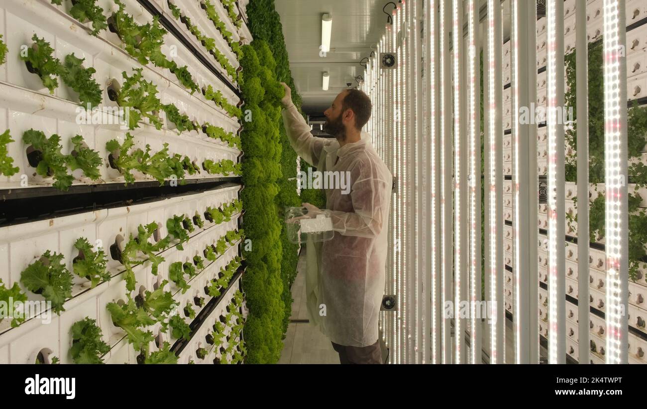 EMEK-HEFER, ISRAEL - OCTOBER 3: An employee collects produce growing inside a vertical farm unit ...