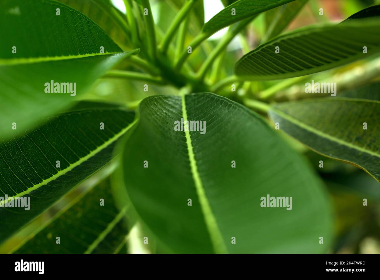 Tropical green leaves fresh blur background Stock Photo - Alamy