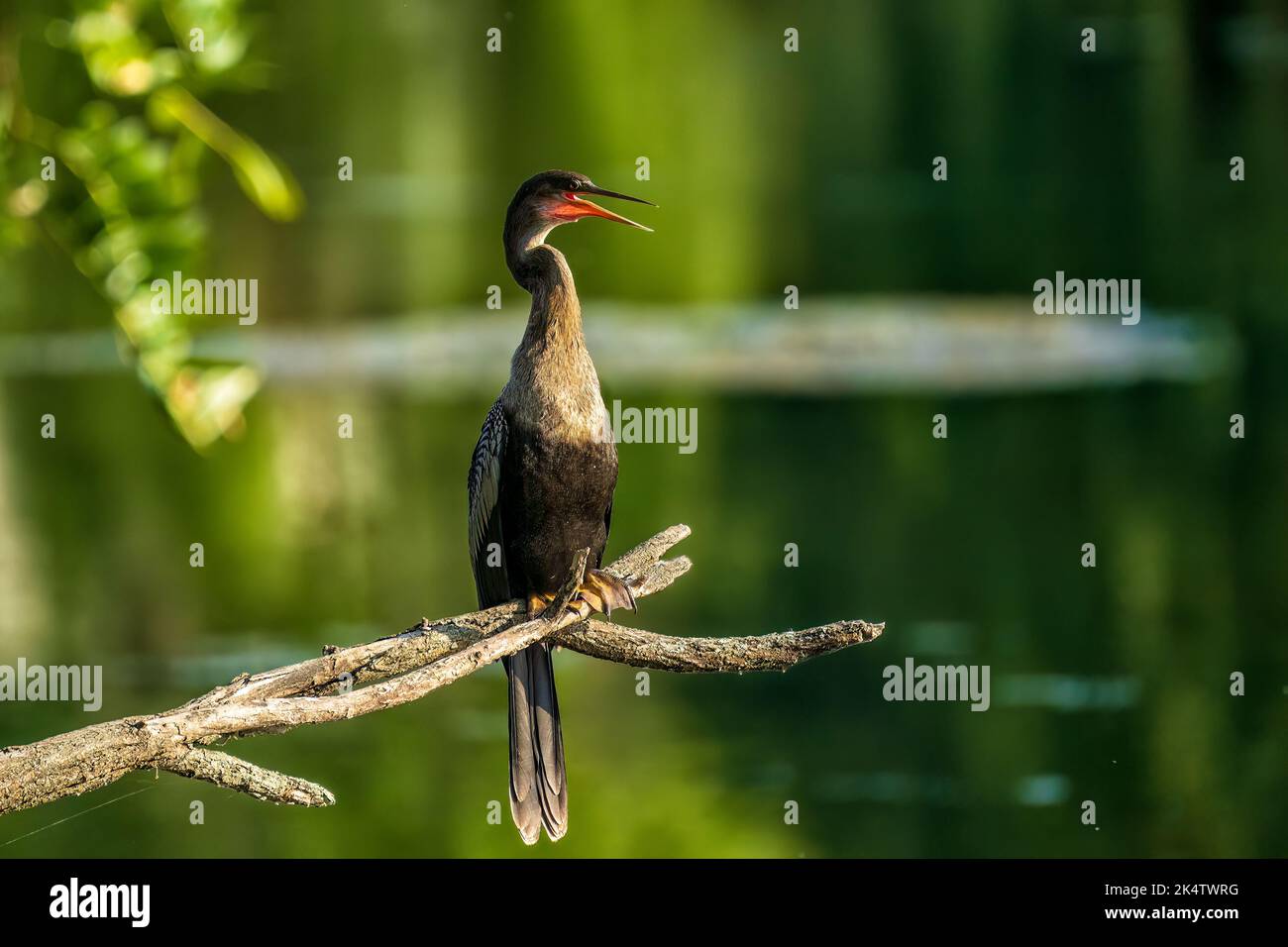 A closeup of a beautiful Anhinga bird sitting on a tree branch above a ...