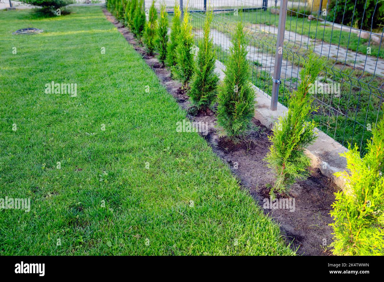 gardening, thuja planting Stock Photo - Alamy