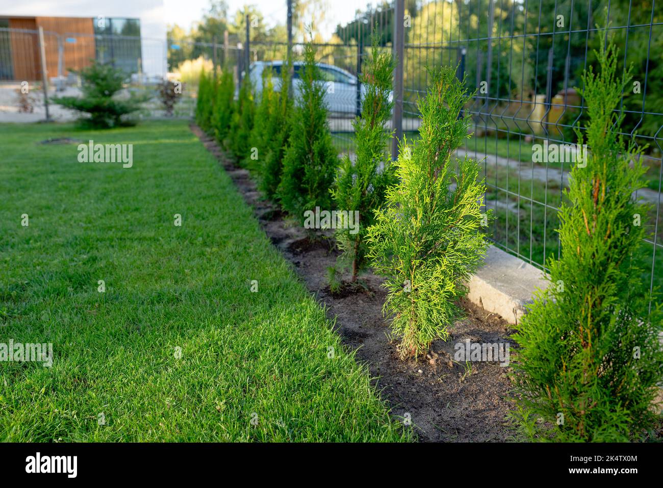 gardening, thuja planting Stock Photo - Alamy