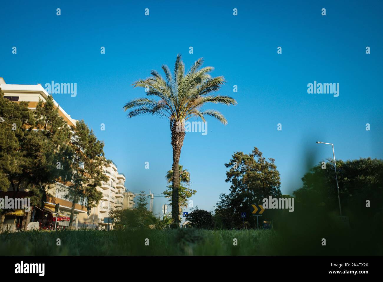 Single palm tree on roundabout Stock Photo - Alamy