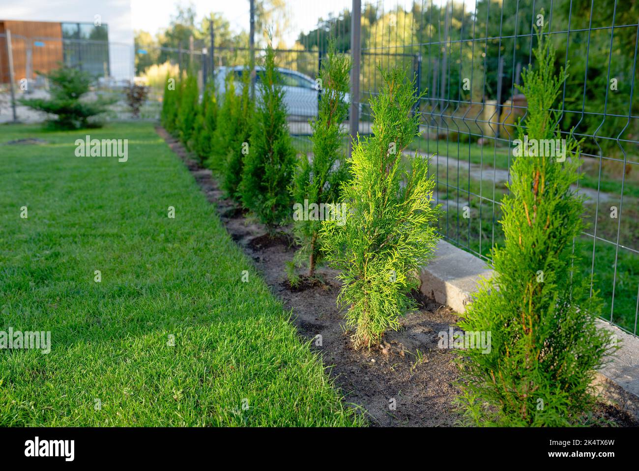 gardening, thuja planting Stock Photo - Alamy