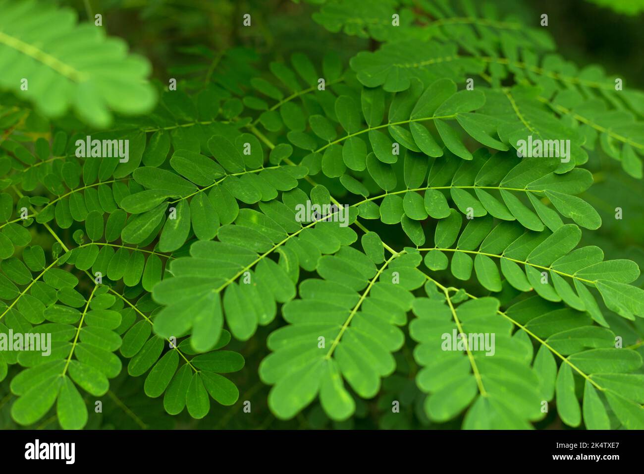 Tropical green leaves fresh blur background Stock Photo - Alamy