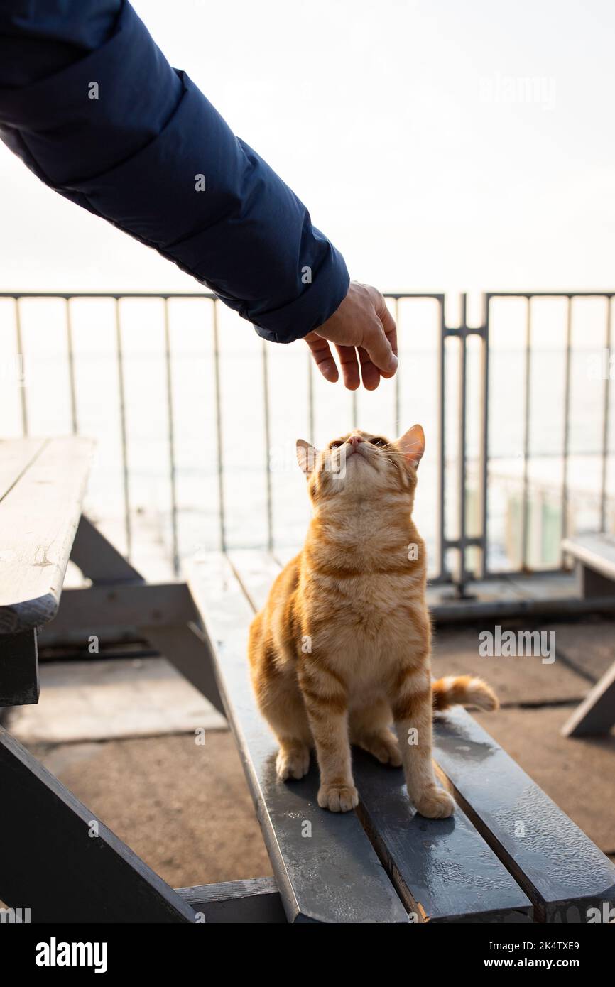 A beautiful ginger young and homeless cat is sitting on the street, and ...