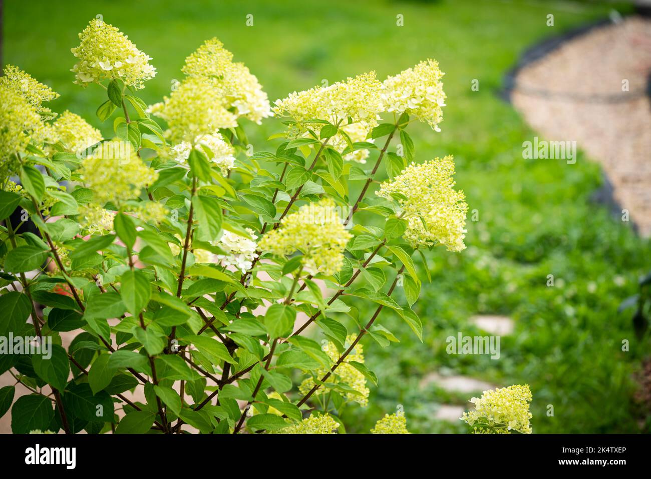 Wilted hydrangea flower hi-res stock photography and images - Alamy