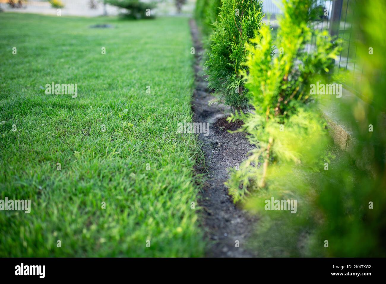 gardening, thuja planting Stock Photo - Alamy