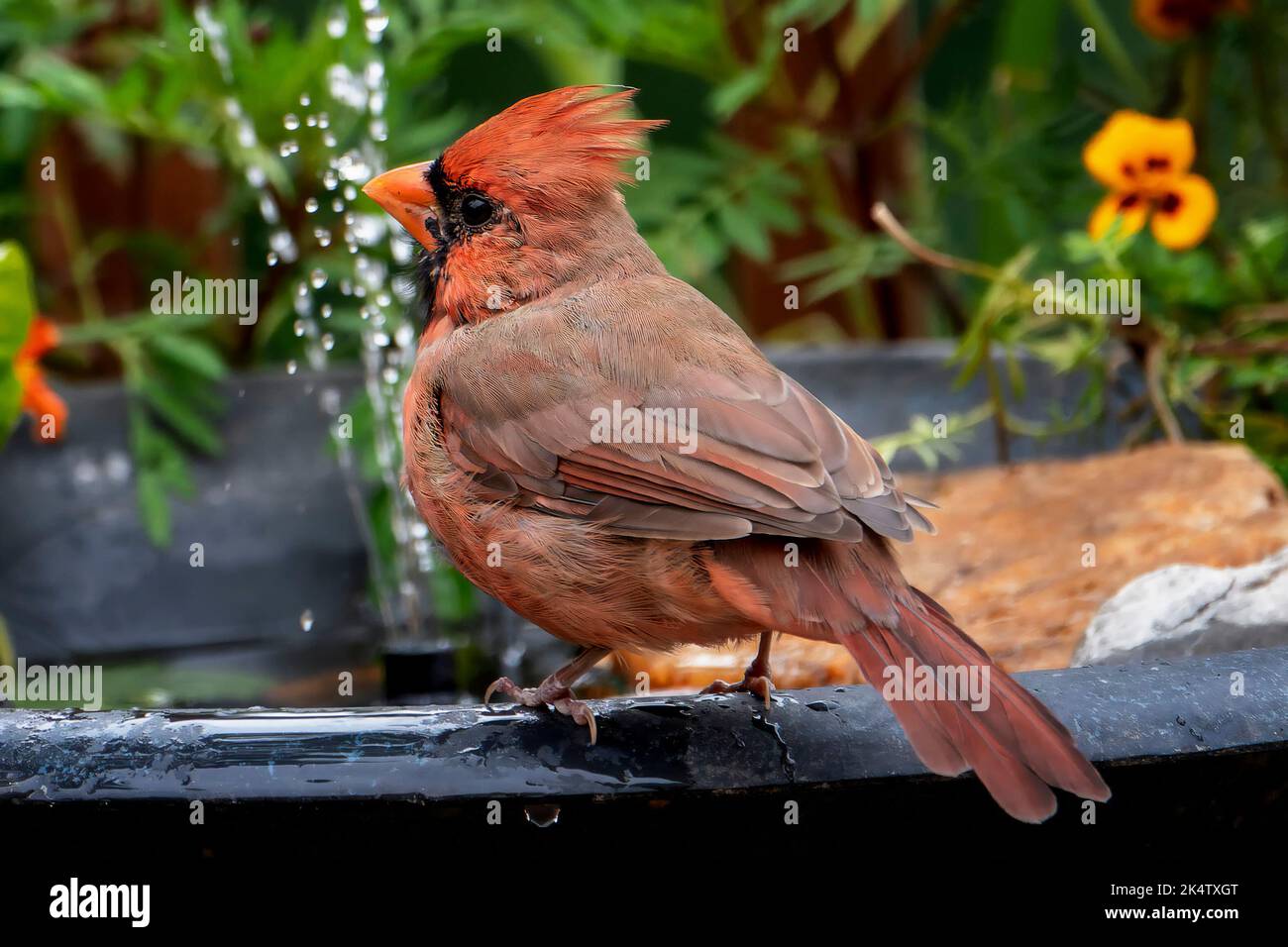 northern cardinal on the backyard bird bath Stock Photo - Alamy