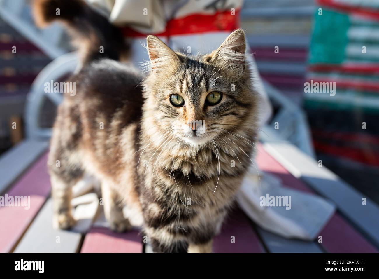 A beautiful striped reed cat on the street. Stray animals. Front view ...