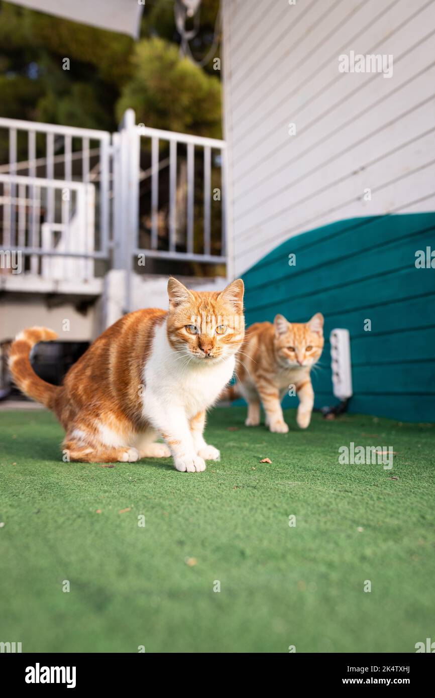 Domestic cat begging for food hi-res stock photography and images - Alamy