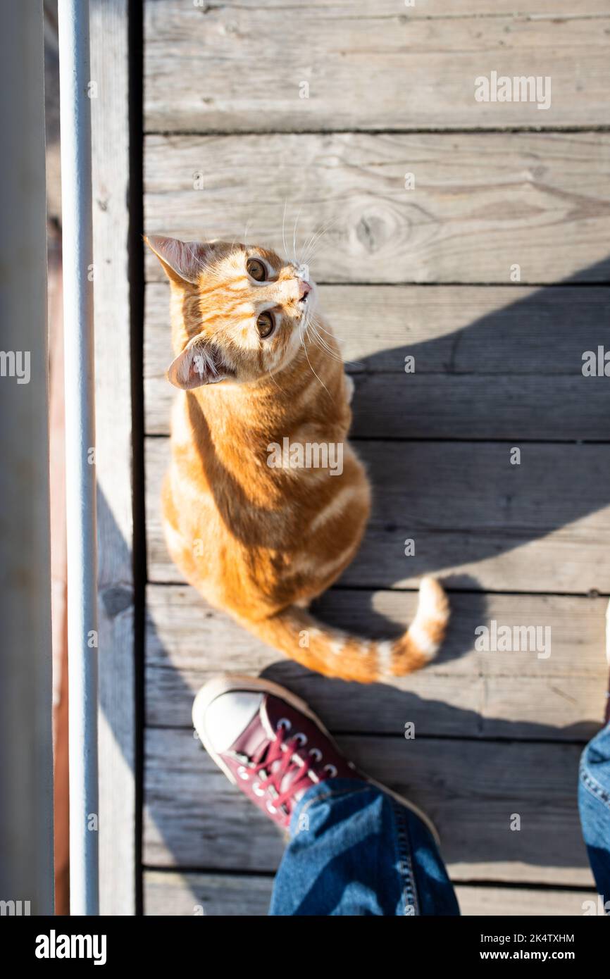 Cat stray domestic group hi-res stock photography and images - Alamy