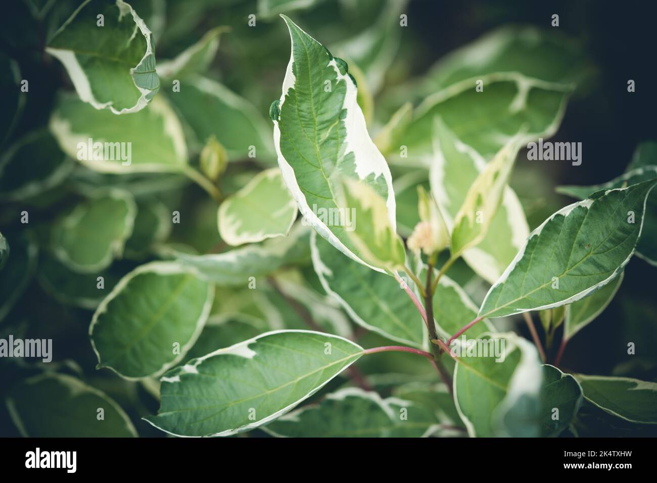 Derain White Elegantissima Stock Photo - Alamy