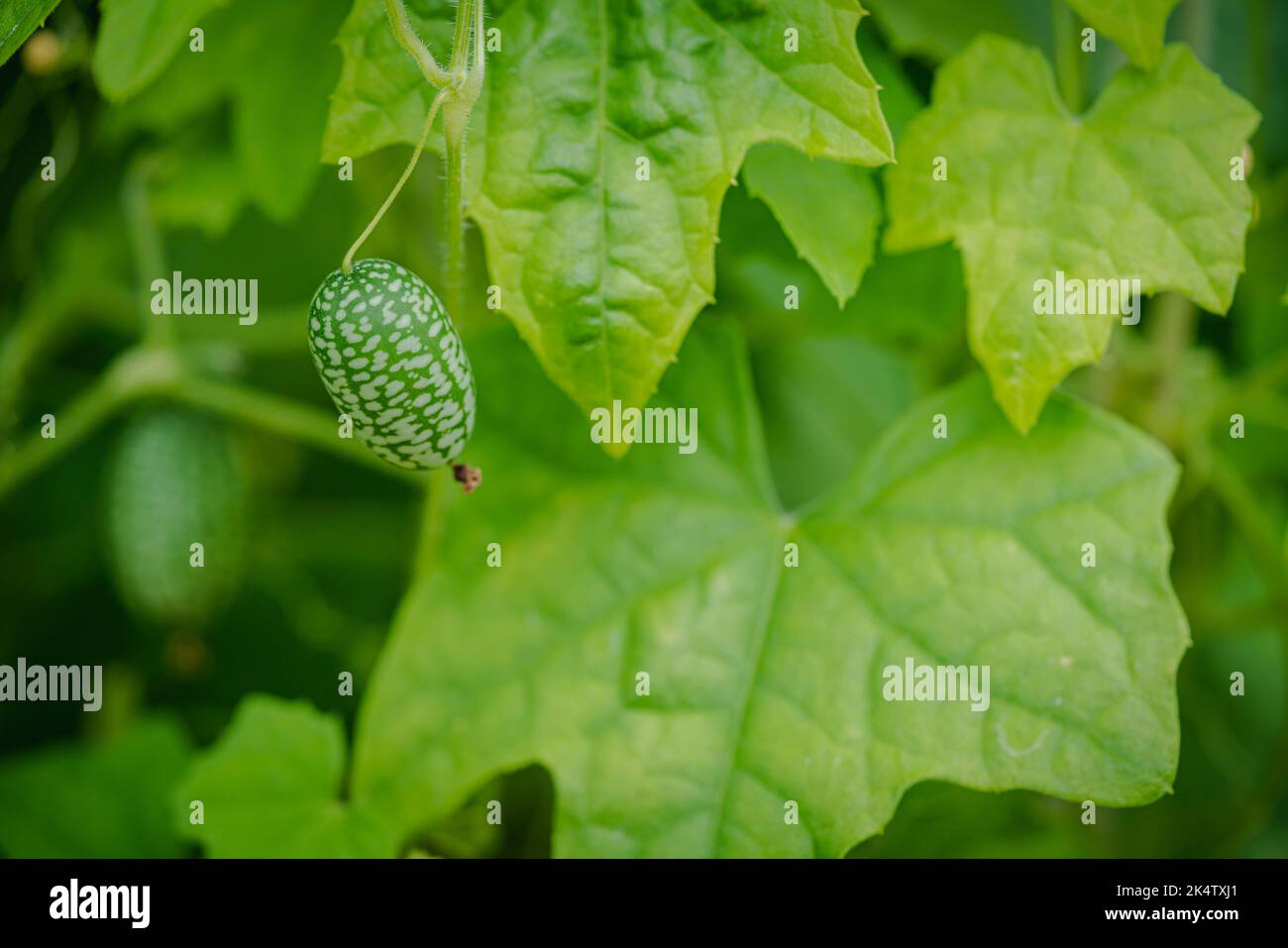 Mousemelon hi-res stock photography and images - Alamy