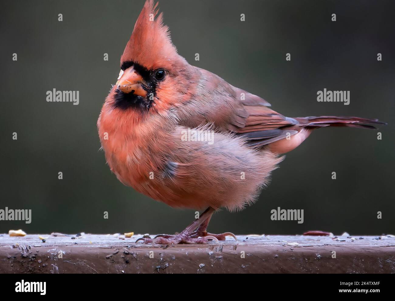 northern cardinal on the backyard bird bath Stock Photo - Alamy