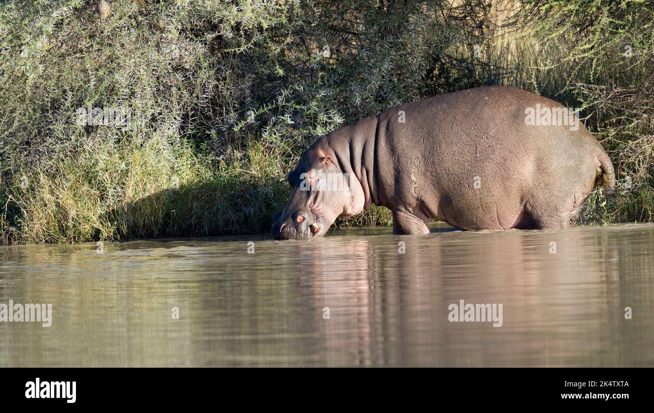 Hippopotamus ( Hippopotamus amphibius) Pilanesberg Nature Reserve ...