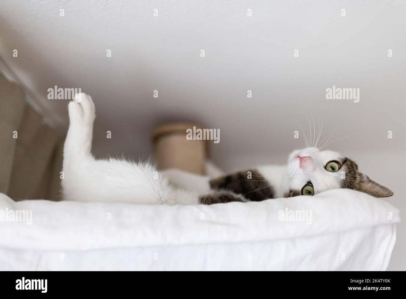 Cute fat domestic cat laying happy and relaxed in hammock bed on big ...