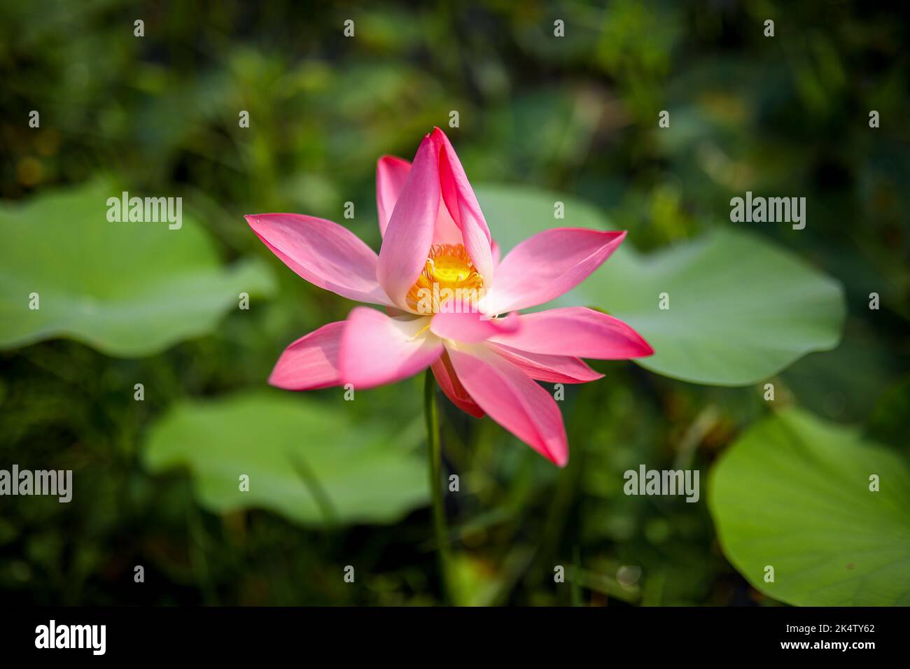 Beautiful Booming Lotus Flower Stock Photo - Alamy