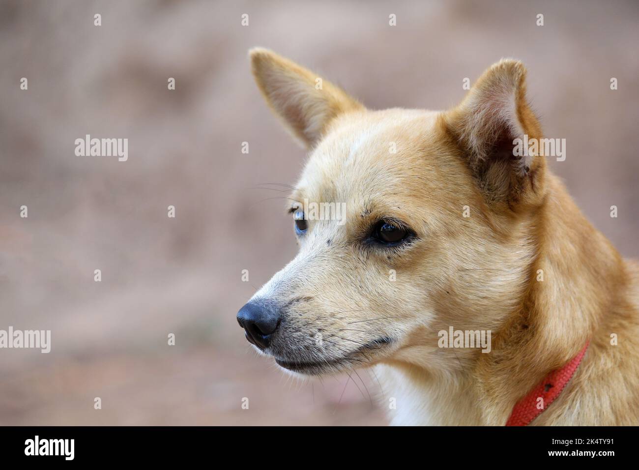 brown small cross breed of pomeranian dog looking adorable Stock Photo ...