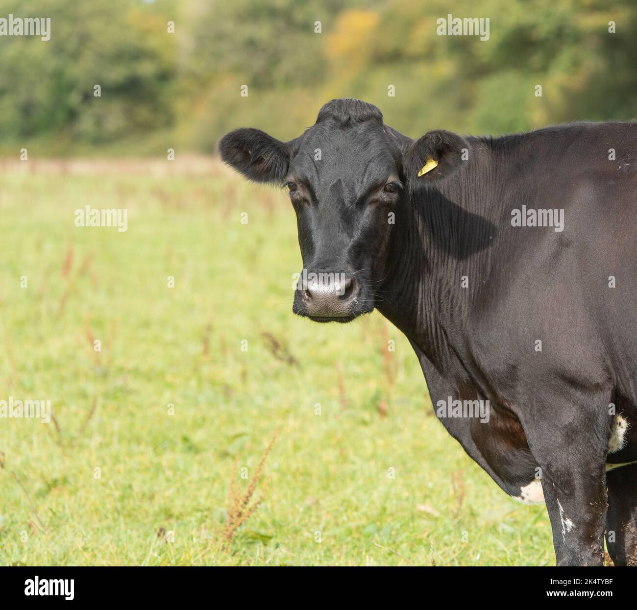 Dairy square hi-res stock photography and images - Alamy