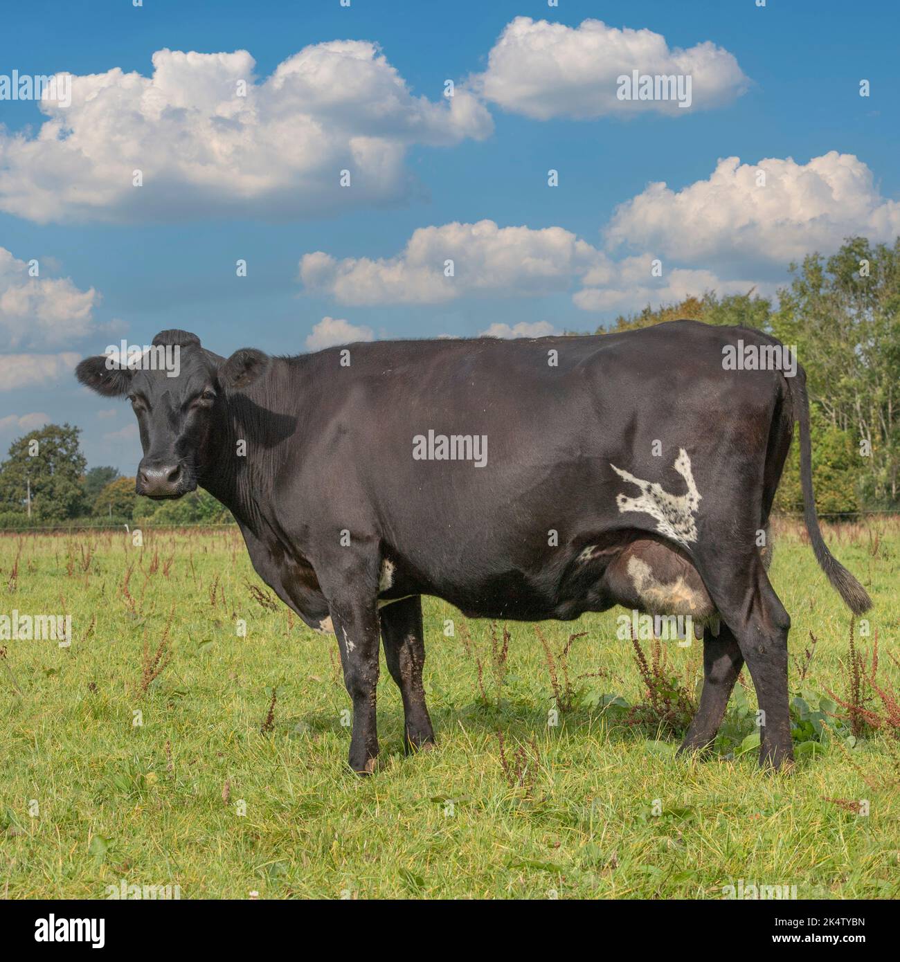 Dairy cow side view hi-res stock photography and images - Alamy